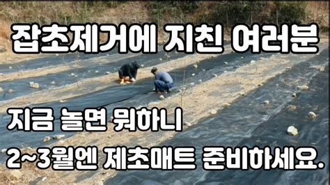 감tv 잡초제거에지친여러분2월3월엔제초매트준비하세요 2월3월제초매트설치 시골봄 감티비 귀촌귀농귀향준비하기 농촌 감농사