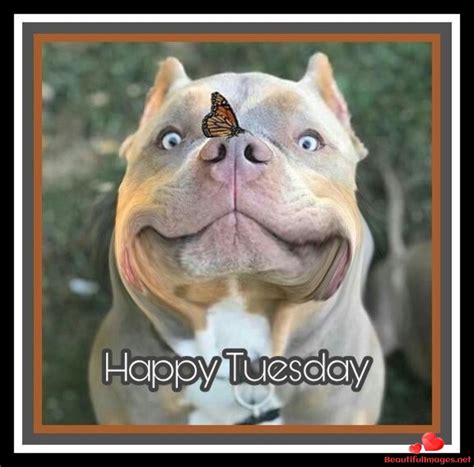 Download For Free Wonderful Tuesday Quotes And Blessings Enjoy Your