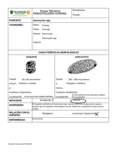 Ficha Técnica Parasitología Humana Parásito Taxonomía Pdf