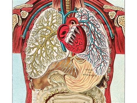 Exam Anatomy Teaching Resources