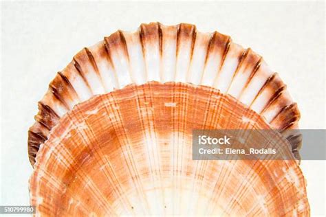 세트 다양한 Sea Shells 클로즈업 있는 흰색 배경 0명에 대한 스톡 사진 및 기타 이미지 0명 갈색 갑각류