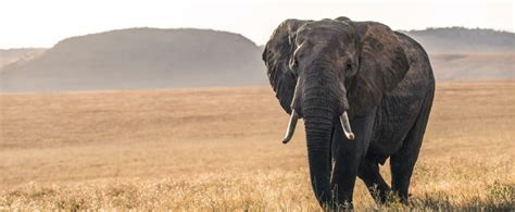 Older Male Elephants Are Calming Influence Charity Ts
