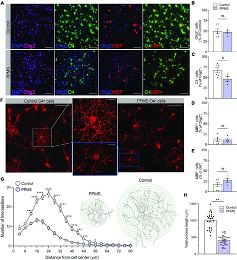 Quantification And Morphological Analysis Of Cell Populations