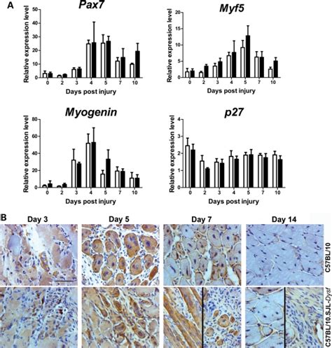 Satellite Cell Activation And Fusion Are Not Markedly Perturbed During Download Scientific