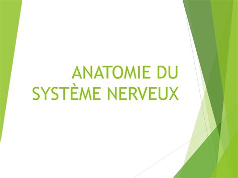 SOLUTION Anatomie Du Syst Me Nerveux Studypool