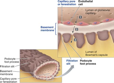 Renal Physio Flashcards Quizlet