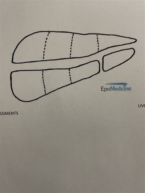 Segments Of Liver Diagram Quizlet