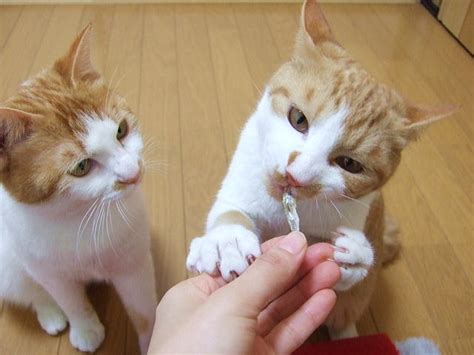 猫に煮干しをお勧めしない理由 ｜ にゃんずきっちん‐猫の健康ごはん「猫の自然食」健康寿命を延ばす生肉の猫の手作りごはん