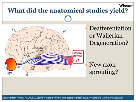 Ppt Receptive Field Dynamics In Adult Primary Visual Cortex