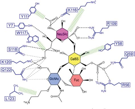 Figure 4 From The Challenges Of Glycan Recognition With Natural And Artificial Receptors