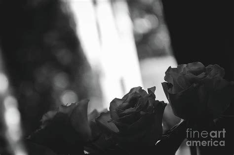 Rose Bouquet Blurry Decoration Background With Bokeh Retro Mourning