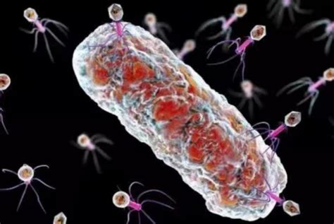 为什么噬菌体产品大多采用鸡尾酒配方？ 知乎