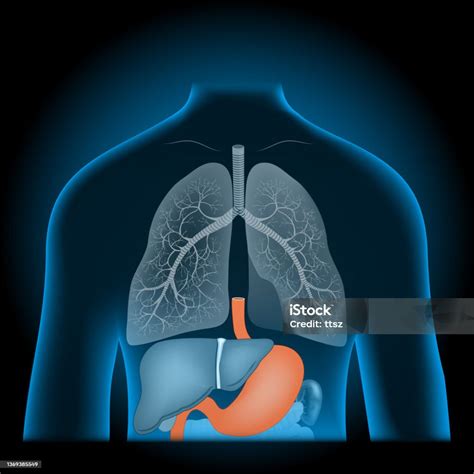위장 및 기타 내부 장기를 X 선 블루 현실 몸통으로 0명에 대한 스톡 벡터 아트 및 기타 이미지 0명 X 레이 건강 진단 Istock
