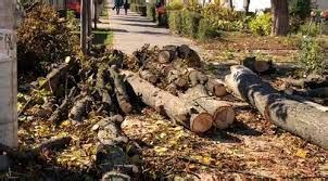 Copaci sănătoși tăiați ilegal pe un bulevard din Onești Garda de Mediu