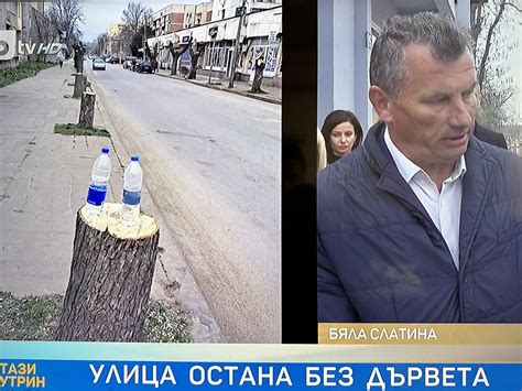 Sokolov On Twitter Общинари Герб в Бяла Слатина отрязали 100 кестена