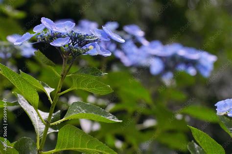 日本の梅雨の風物詩 アジサイの花びらから雨の滴がしたたる Photos Adobe Stock