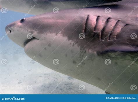 Bull Shark Carcharhinus Leucas In Bimini Bahamas Stock Image Image