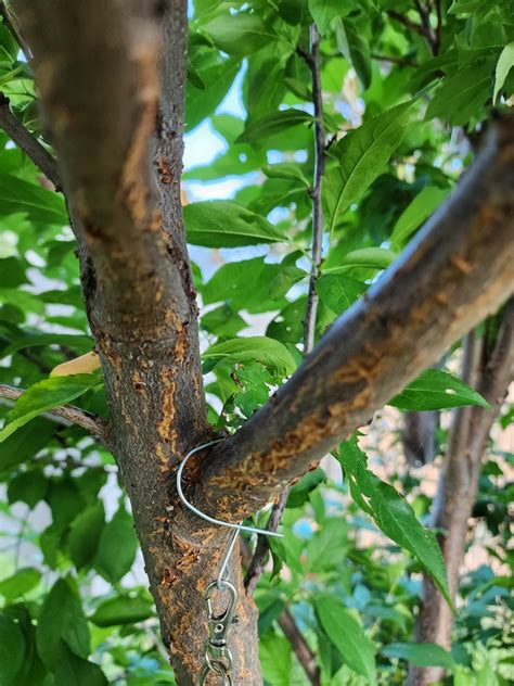 Whats Going On With My Plum Tree Rlandscaping
