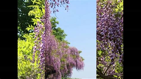 Ⅲ 藤の花 大木実作詞團伊玖磨作曲 Wisteria抒情歌より YouTube