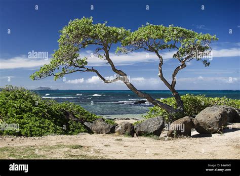 Ocean And Tree Stock Photo Alamy