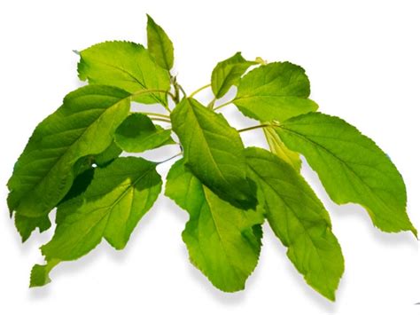 Nutrients, hormones & plant growth
