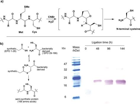 A Cnbr Mediated Protein Cleavage Yielding An N Terminal Cysteine B