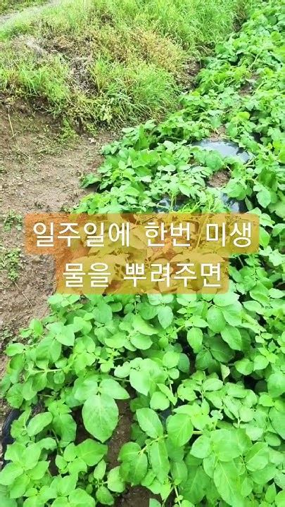 미생물 감자 여수마케팅농부 Youtube