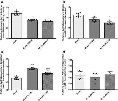The Effect Of Ischemia Duration On Glutamine Synthetase Activity In Download Scientific Diagram