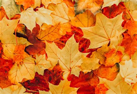 Decoración de otoño Colmenarejo El Resurgir de Madrid