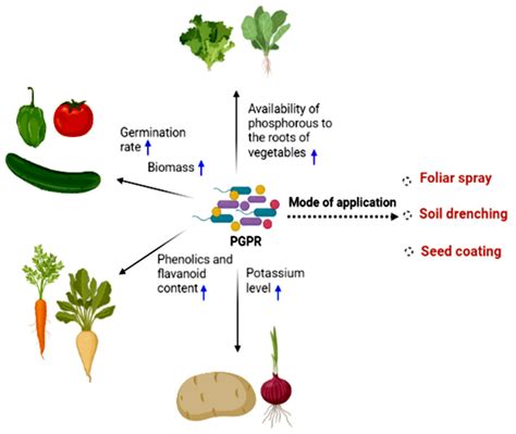 Ijms Free Full Text Plant Growth Promoting Rhizobacteria Emerging