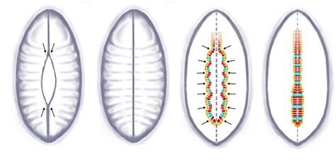 Drosophila Dorsal Vessel Diagrams Behance