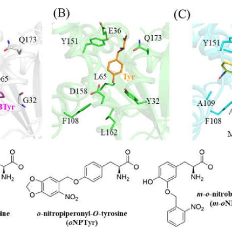 Structural Comparison Of The Substrate Binding Modes Of Various