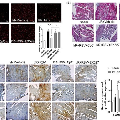Resveratrol Rsv Cardioprotective Effects Is Dependent On Ampk Sirt1