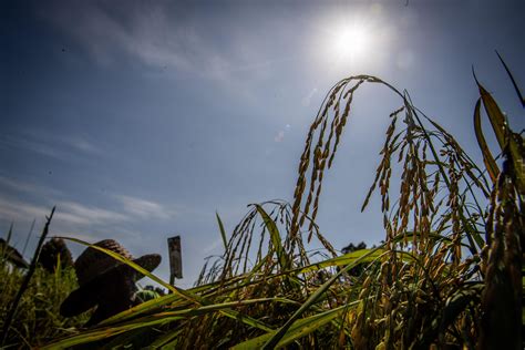 [Foto] Tetap Produktif di Lahan Rawa - Foto Katadata.co.id