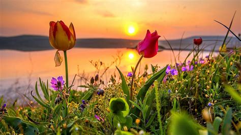 Meadow Evening Tulips Flower Field Flora Steppe Field Plant