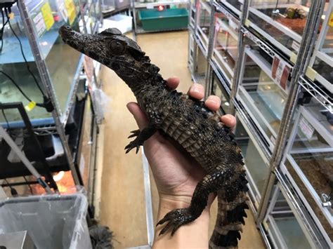 50 小型 ワニ 飼育 496363 小型 ワニ 飼育