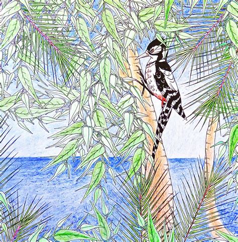 Autre Le Pic Peiche Dendrocopos Major Drawing A Great Spotted Woodpecker