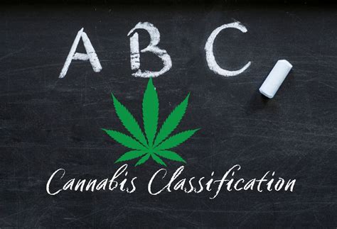 Cannabis Classification In The Uk Facts You Must Know Greenguide