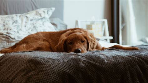 La Cruauté Envers Les Animaux Mène T Elle Aux Violences Contre Les