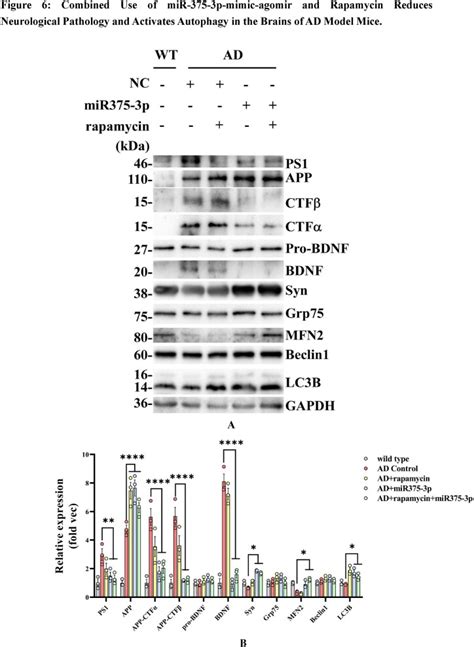 Mirna375 3p Rapamycin Mediates The Mtor Pathway By Decreasing Ps1