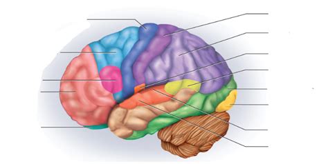 Left Cerebral Cortex Diagram Quizlet