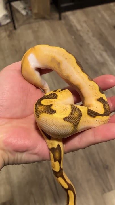 Calico Enchi Od Fire Het Pied Snake Animals Python Youtube
