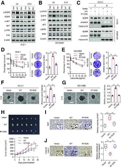 R1163a Mutation Diminishes Phldb2 Mediated Cetuximab Resistance Both In