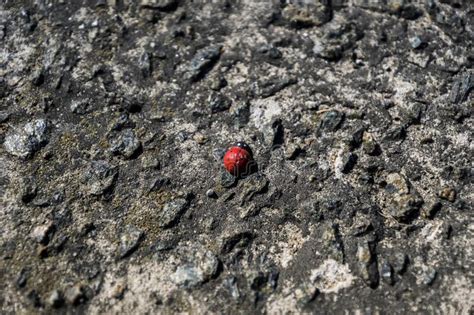 Ladybug On The Pavement Stock Image Image Of Closeup 164255837