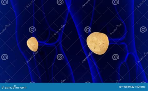 Human Skeleton Anatomy Patella Bone 3d Rendering Stock Illustration