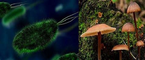 Difference Between Bacteria And Fungi With Comparison Chart Bio