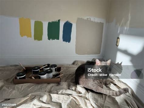 벽에 여러 가지 색상의 페인트 샘플이 있고 회색 고양이가 물방울 천 위에 누워 카메라를 보고 있습니다 색상 견본 디자인 가정의