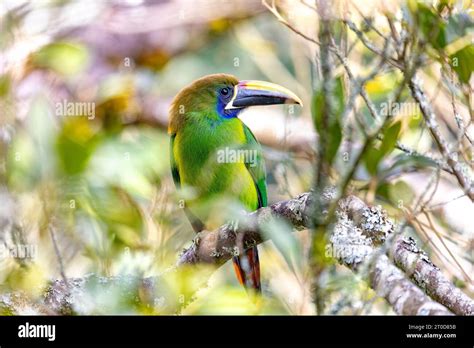 Emerald Toucanet Aulacorhynchus Prasinus Small Toucan Beautiful