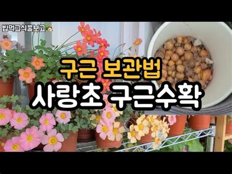 옵투샤 사랑초 구근 수확하고 말리는중입니다 베란다정원 옵투샤 사랑초 구근수확 구근보관 YouTube