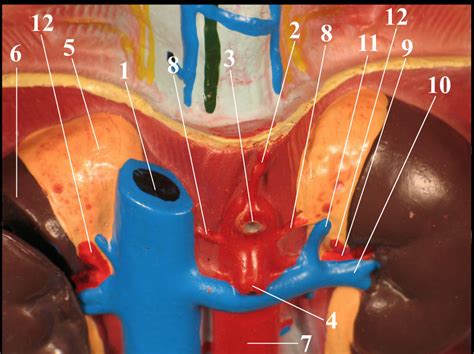 Abdominal Deep View Diagram Quizlet